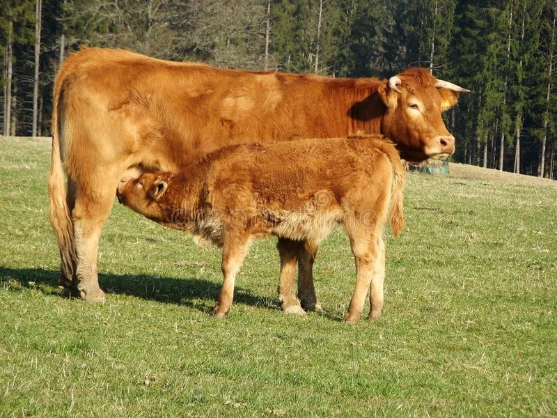 Spade Limousin | Lim-Flex and Limousin Seedstock in the Heartland